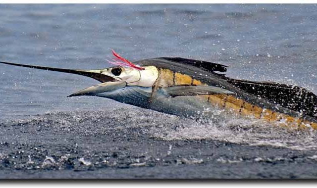 Costa Rica: The Saltwater Angler's Paradise for sailfish, roosterfish ...