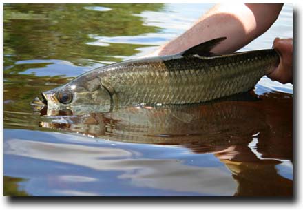 Pesca Maya Fishing Lodge, Ascension Bay, Yucatan Mexico ...