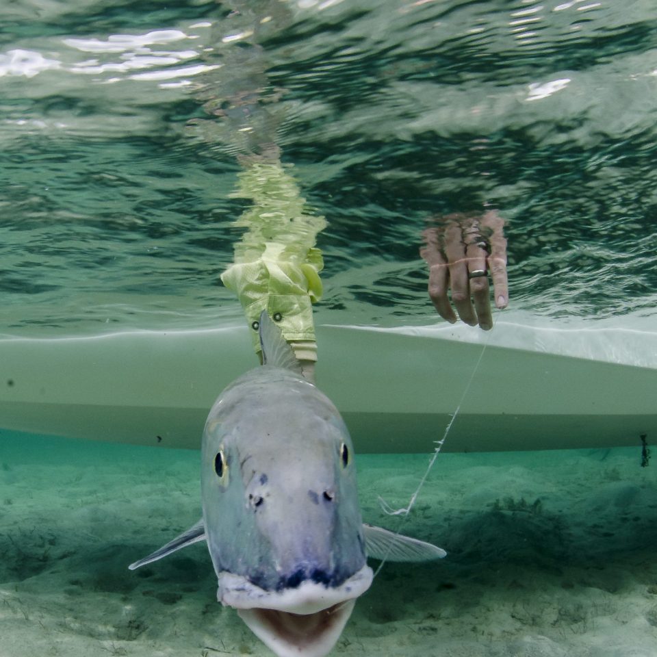 World Class Bahamas Bonefishing at Mars Bay Bonefish Lodge ...