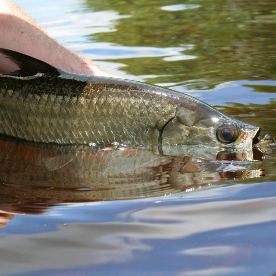 Pesca Maya Fishing Lodge, Ascension Bay, Yucatan Mexico ...